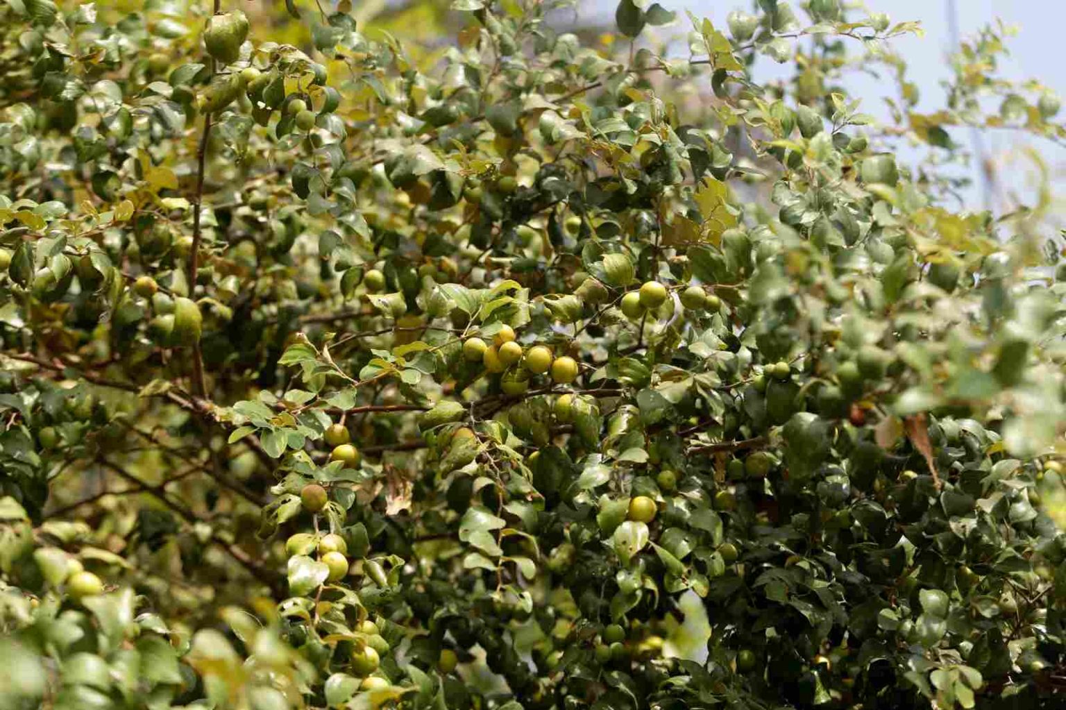 Sweet-and-Sour Jujube Ripens Across Coastal Villages » coxsbazarlife.com