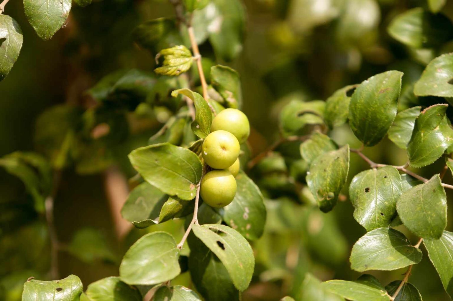 Sweet-and-Sour Jujube Ripens Across Coastal Villages » coxsbazarlife.com