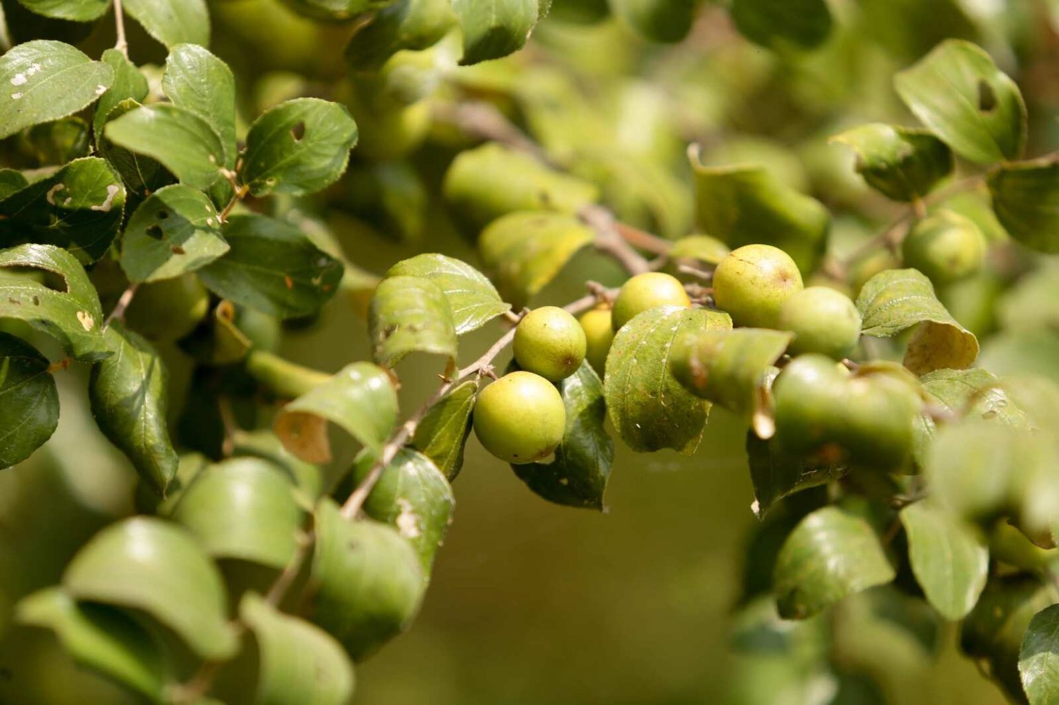 Sweet-and-Sour Jujube Ripens Across Coastal Villages » coxsbazarlife.com